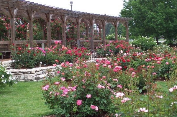 The Rose Garden - City of Alton